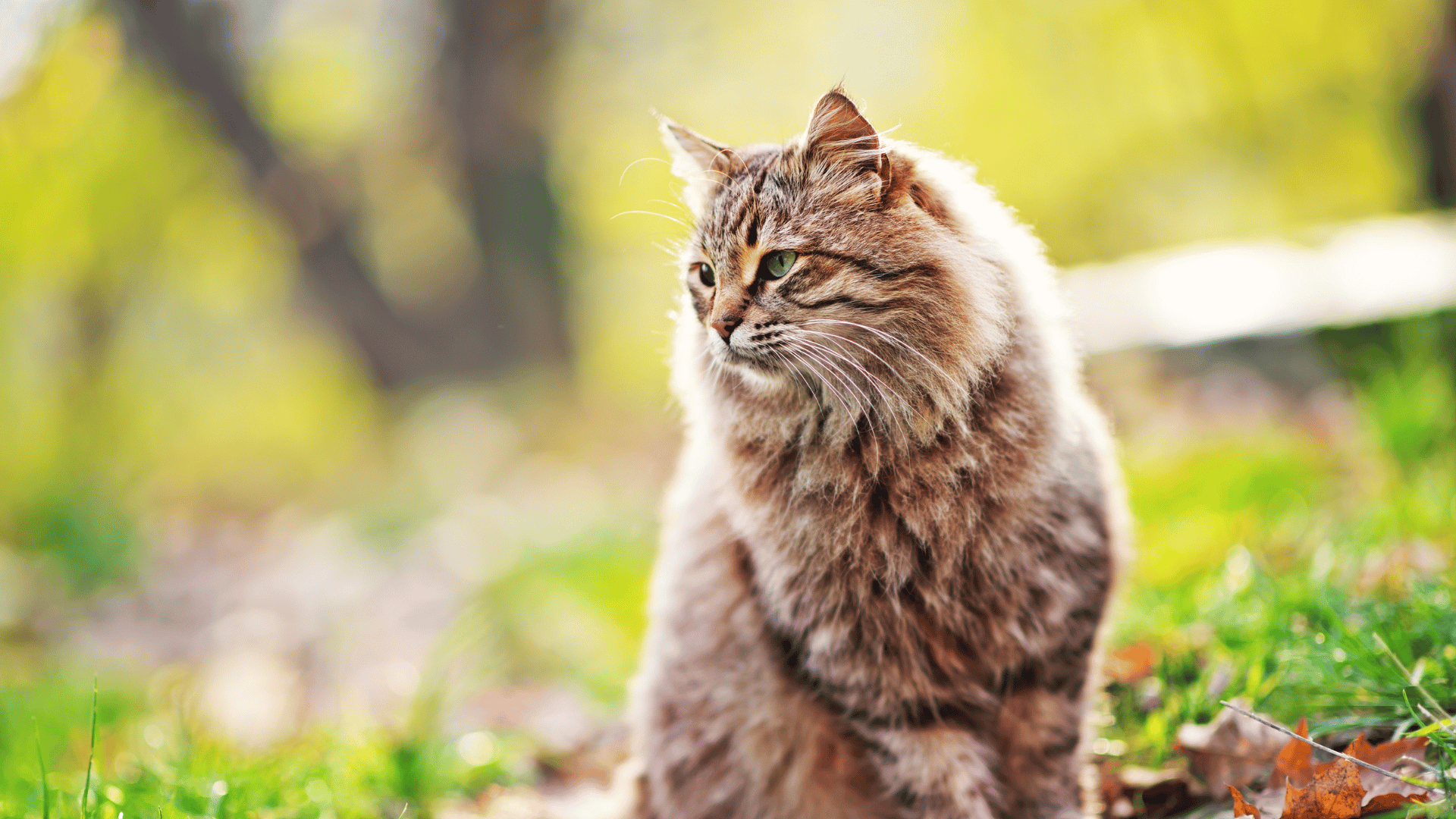 Surgery Consent Form | Red Rose Pet Care Center