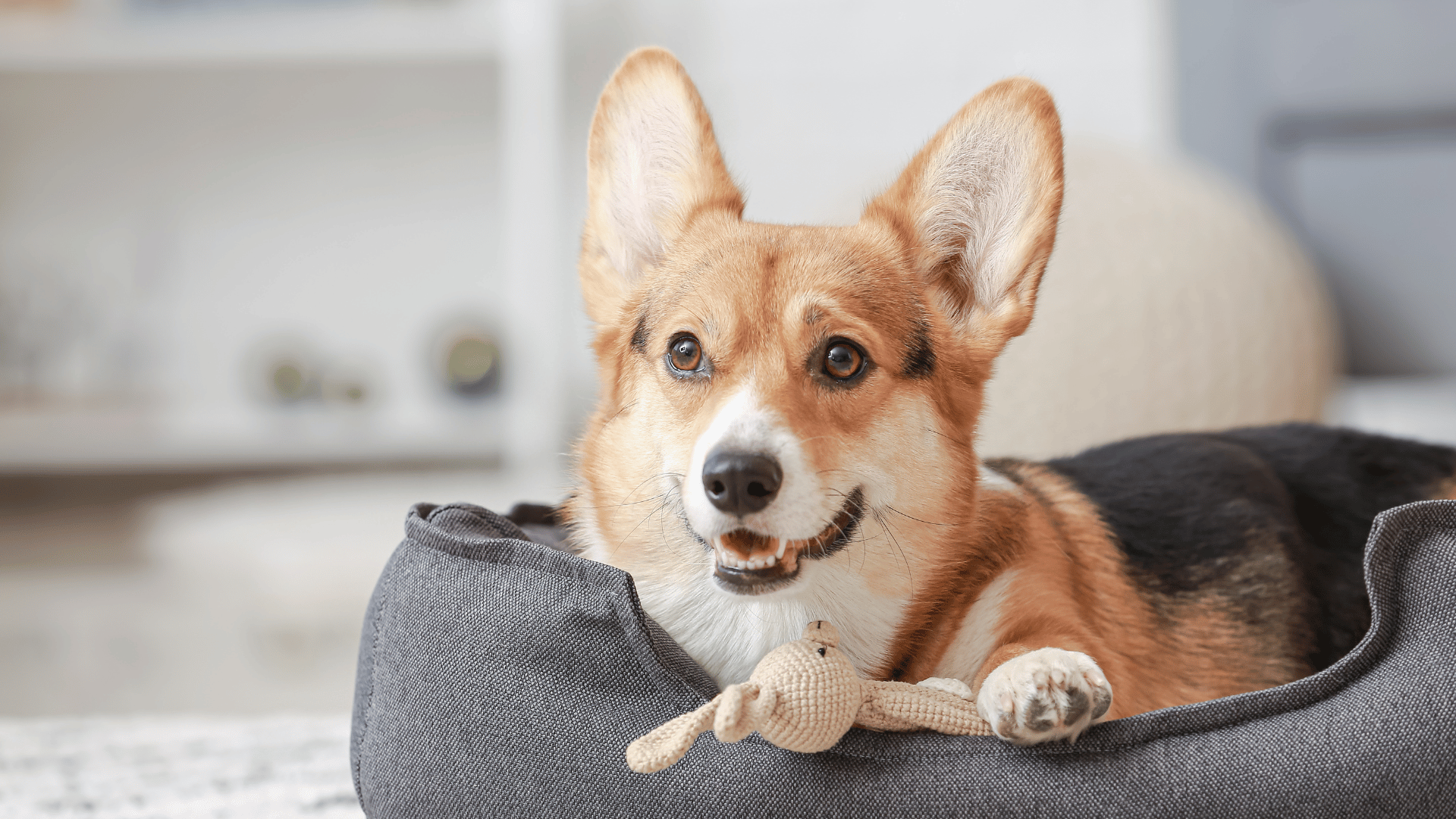 Boarding Form | Red Rose Pet Care Center