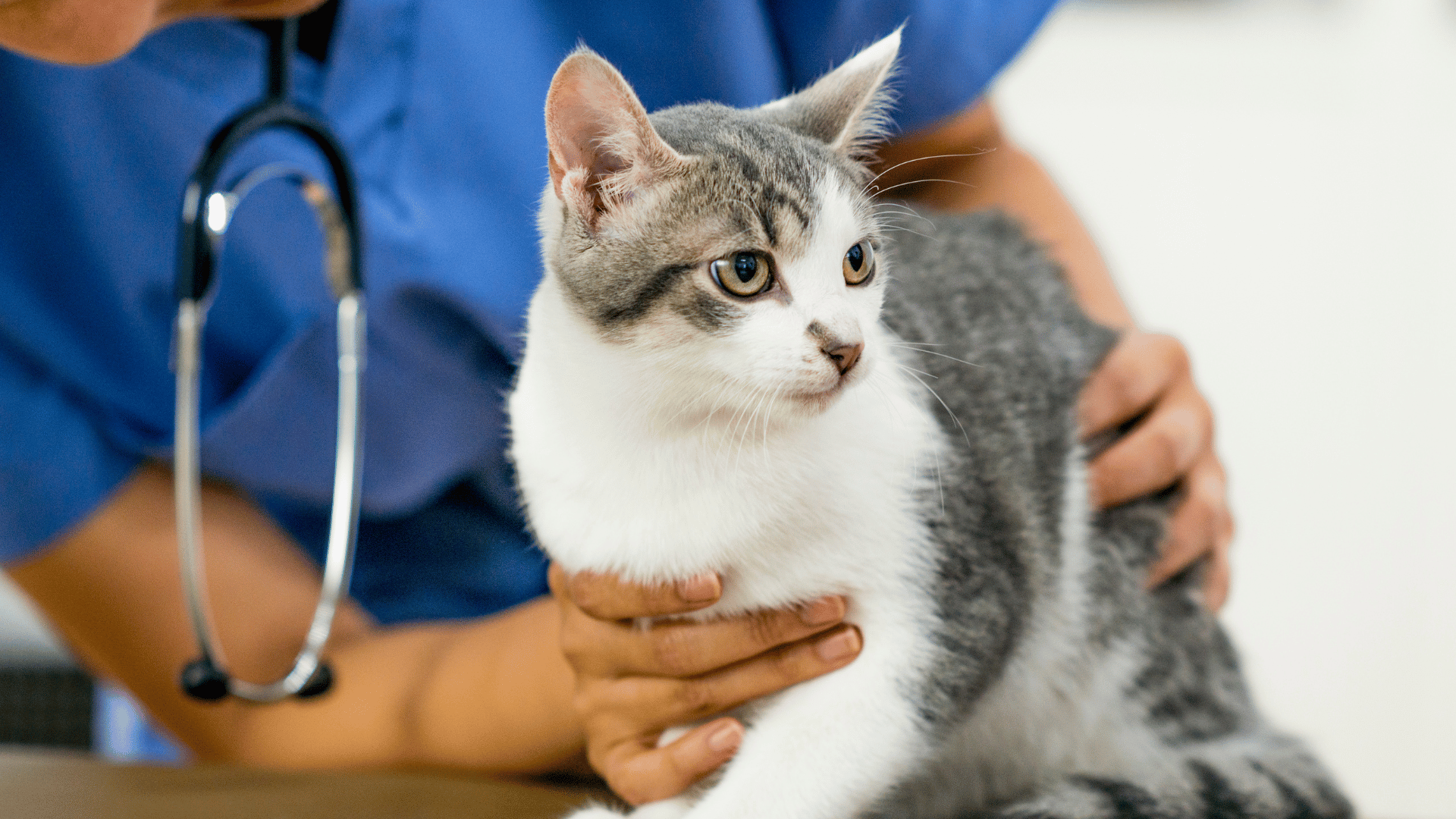 Pet Health Checker | Red Rose Pet Care Center