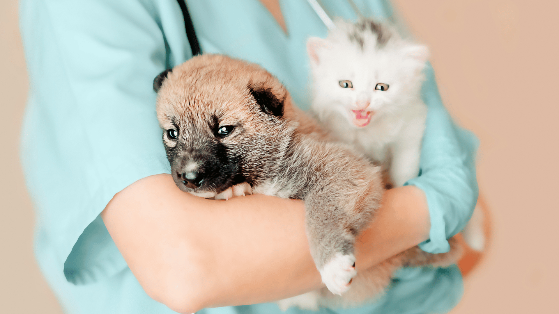 How-To Videos | Red Rose Pet Care Center